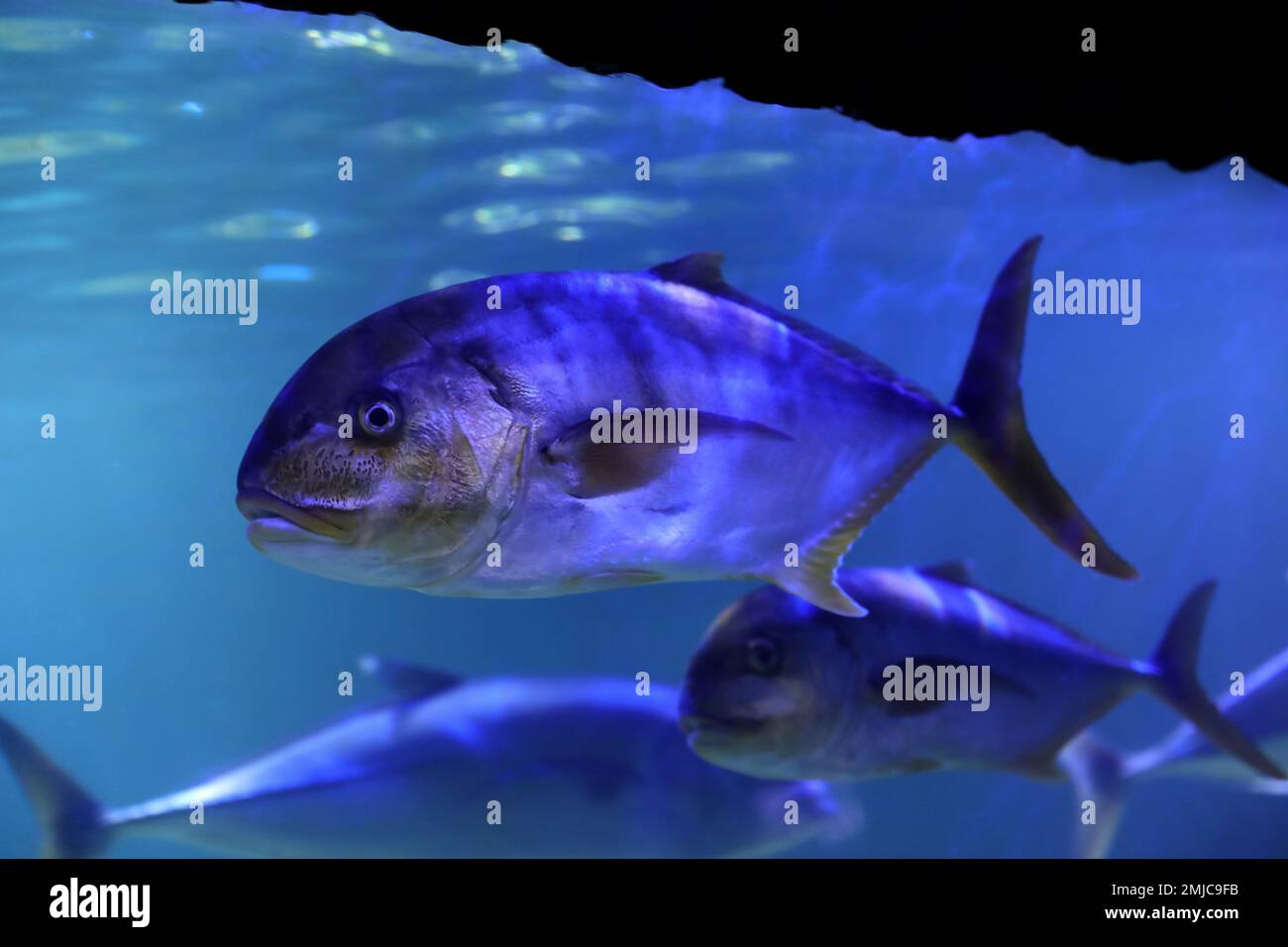 Tuna fish swimming in clear aquarium water Stock Photo - Alamy