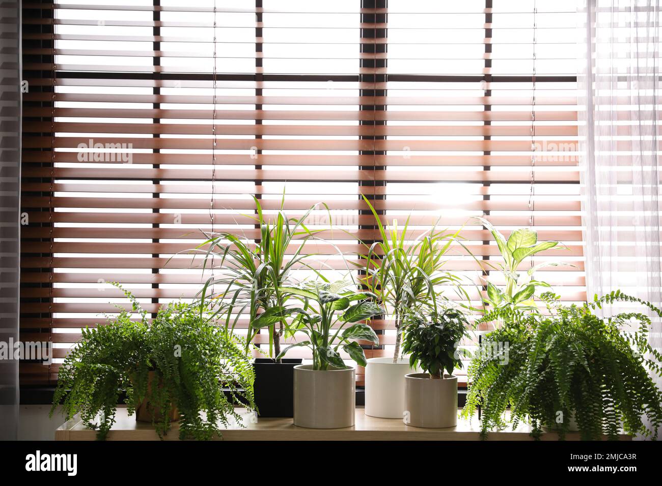 Beautiful plants on window sill at home Stock Photo - Alamy