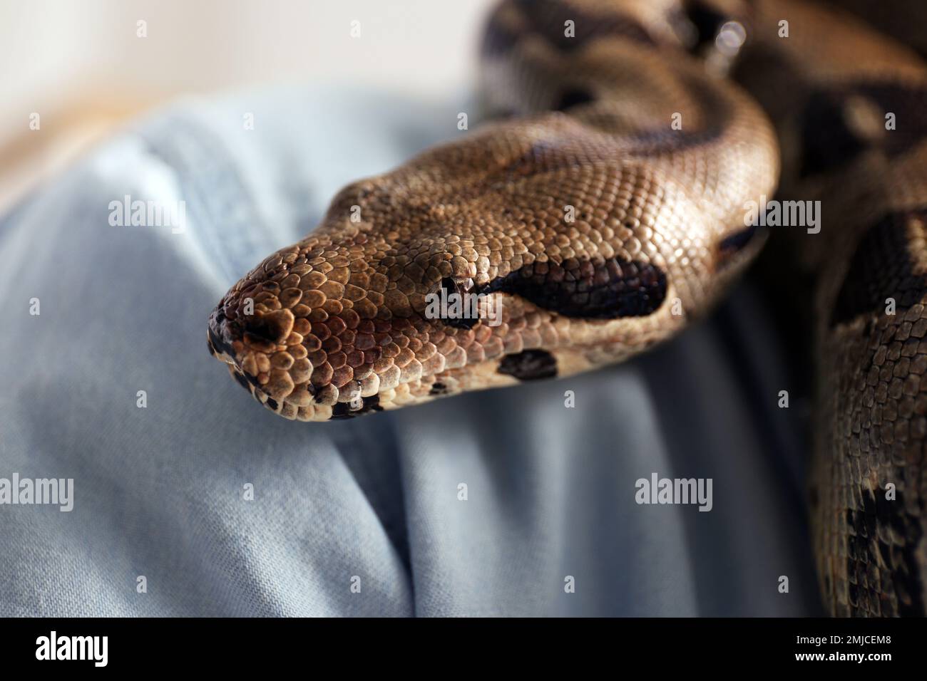 Female adult boa constrictor hi-res stock photography and images - Alamy
