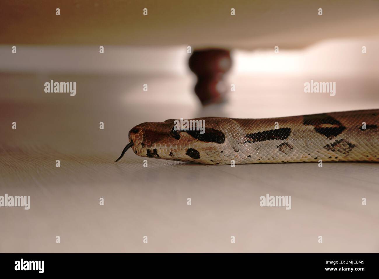 Brown boa constrictor crawling under sofa in room Stock Photo - Alamy