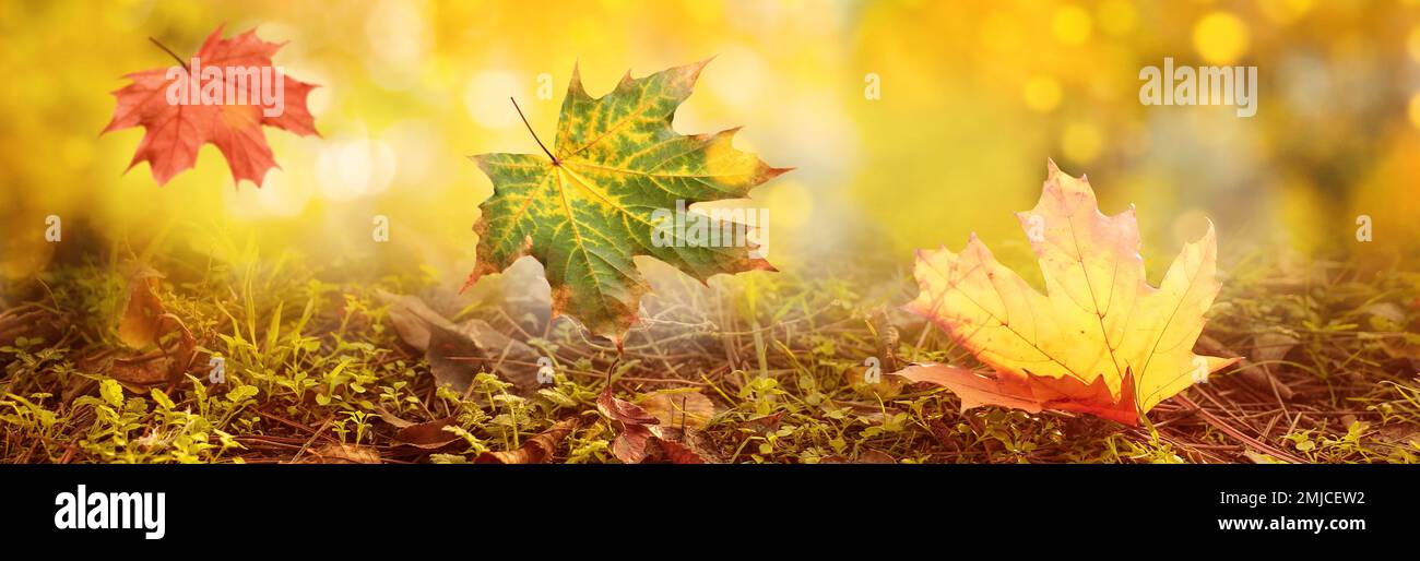 Bright autumn leaves falling down on grass. Bokeh effect Stock Photo ...