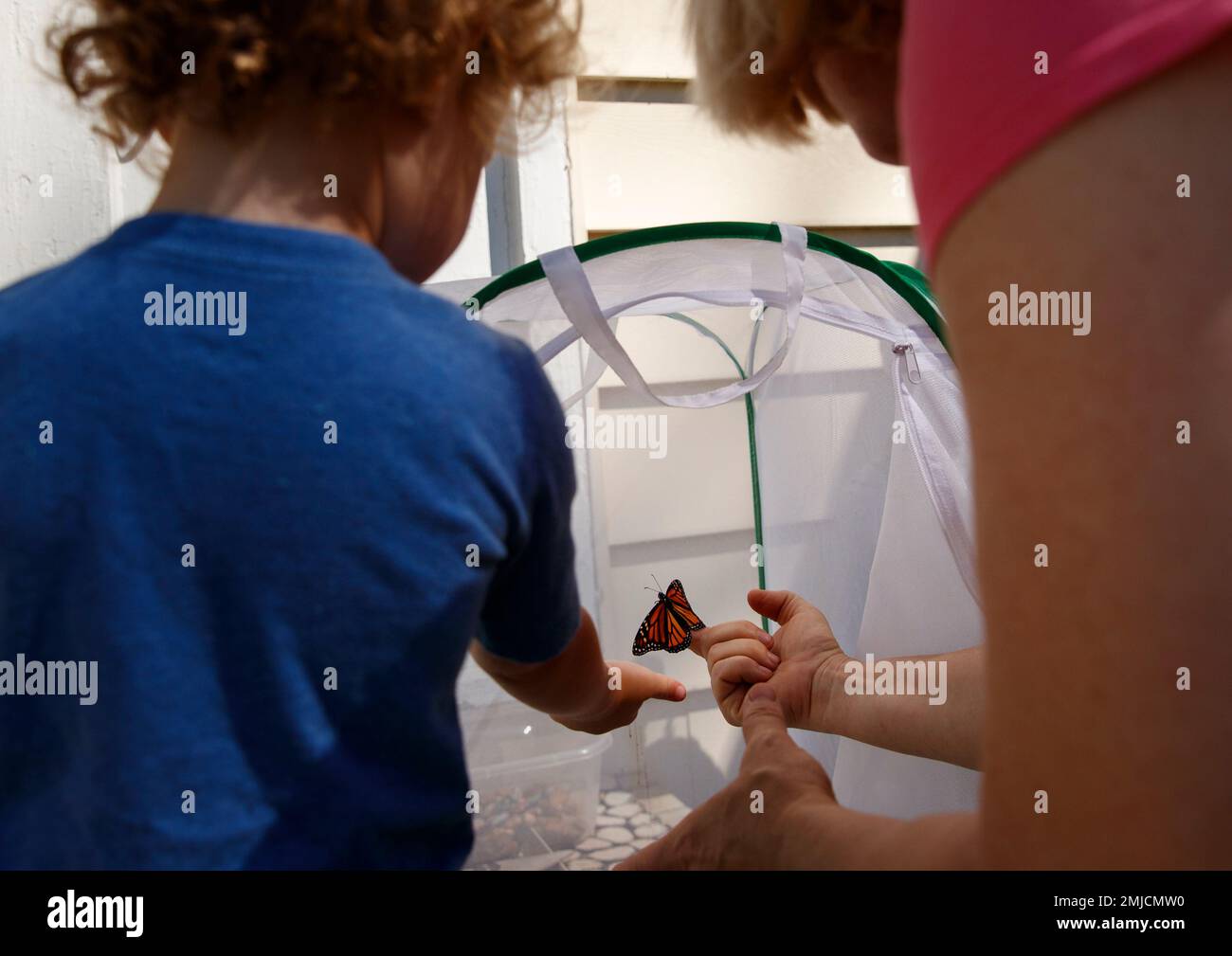 Laura Moore, right, directs a newly emerged monarch butterfly from her ...