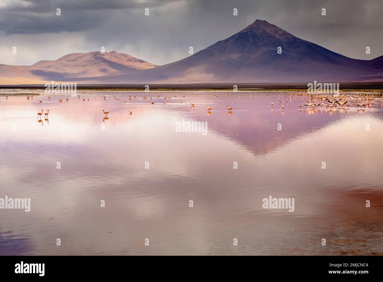 Laguna colorada, Red lake, with Flamingos and Volcanic landscape, Andes ...