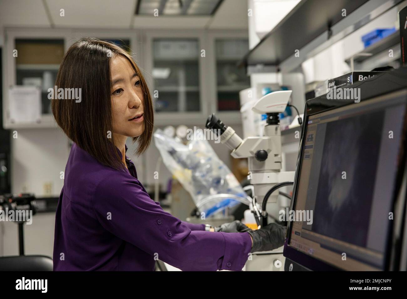 Cheryl Hayashi uses a microscope to work on a spider in her lab at the ...