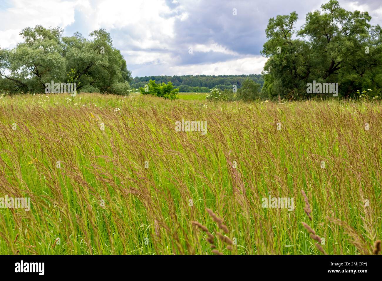 Wild field in the countryside Stock Photo - Alamy