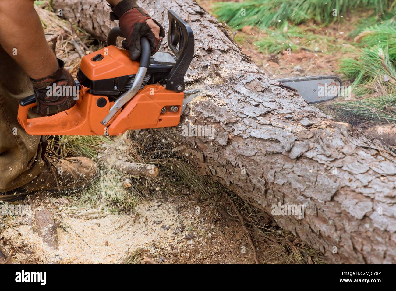 An employee of cuts tree with chainsaw during process to cut down trees ...