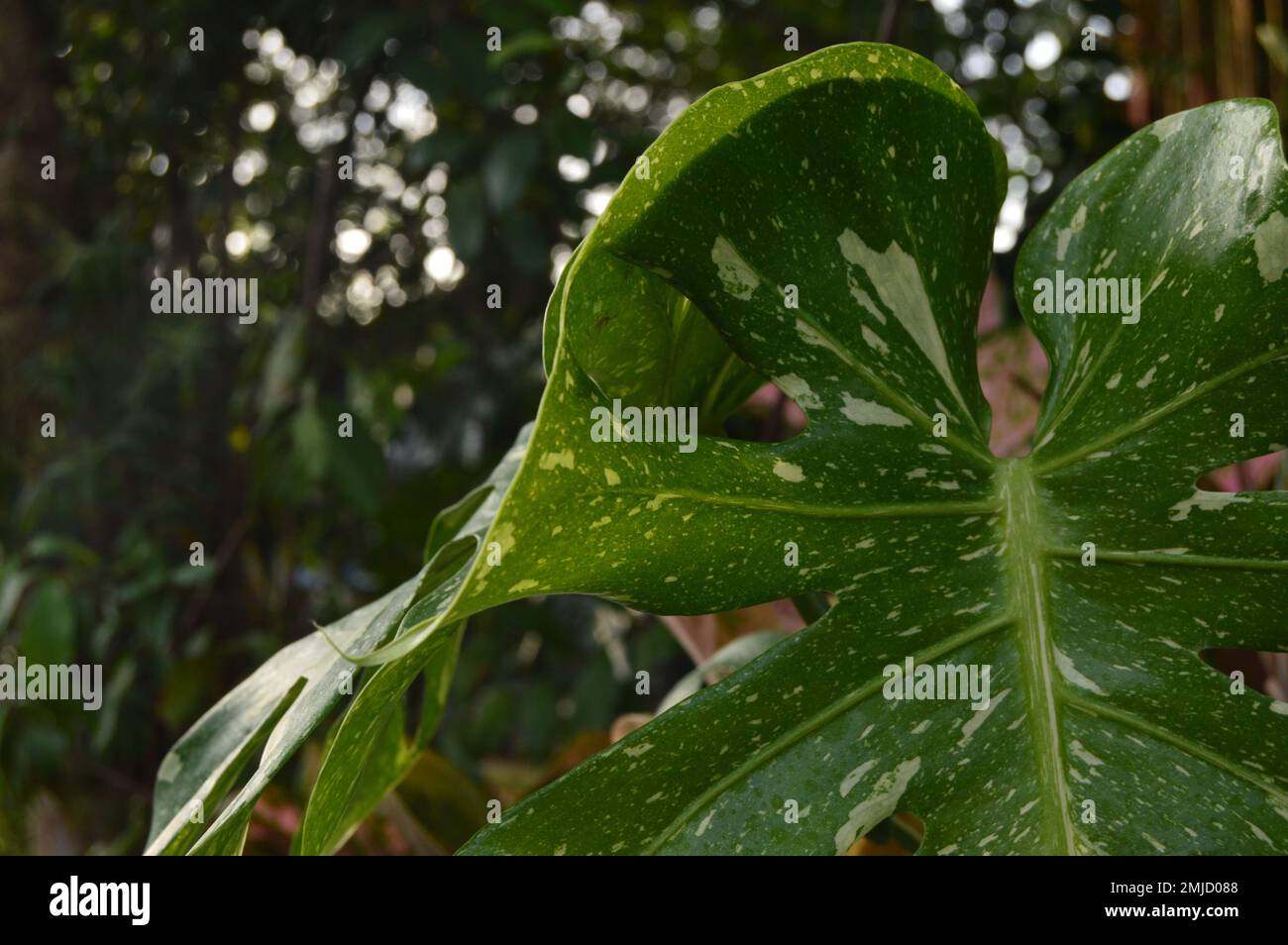 Monstera deliciosa thai constellation hi-res stock photography and ...