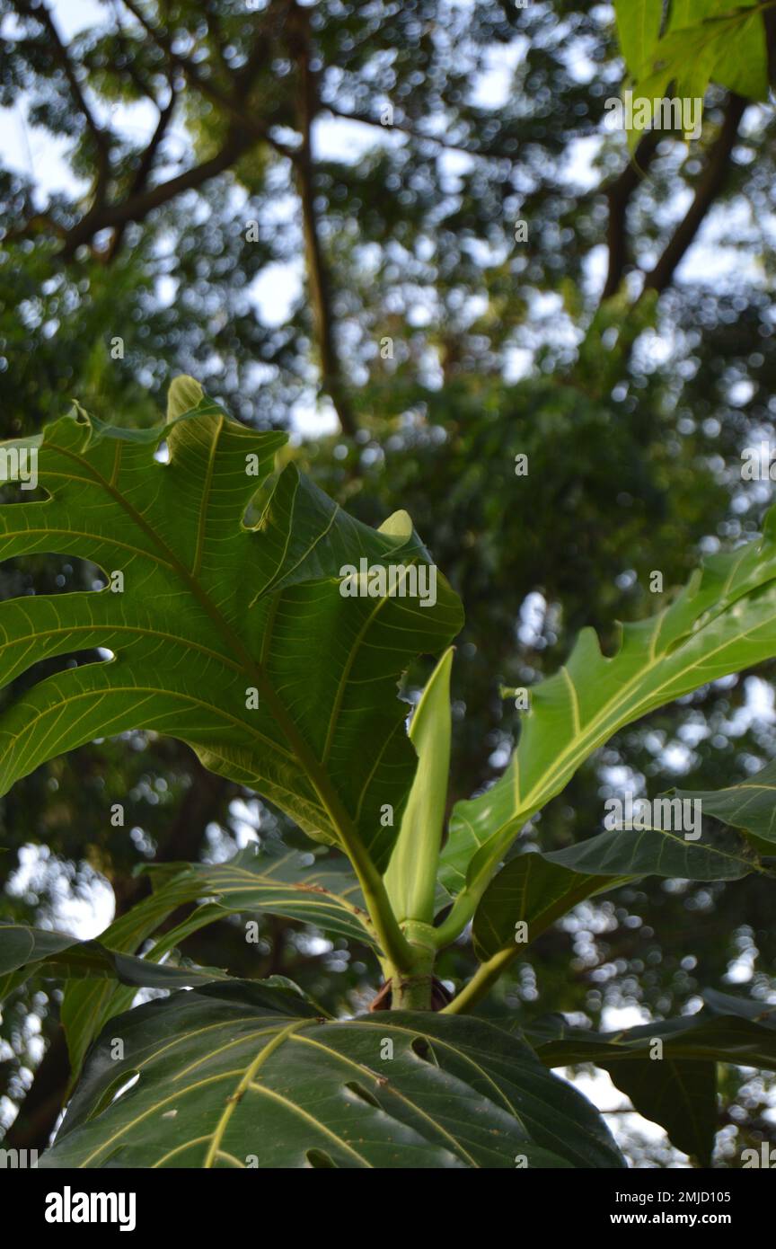 Young breadfruit tree hi-res stock photography and images - Alamy