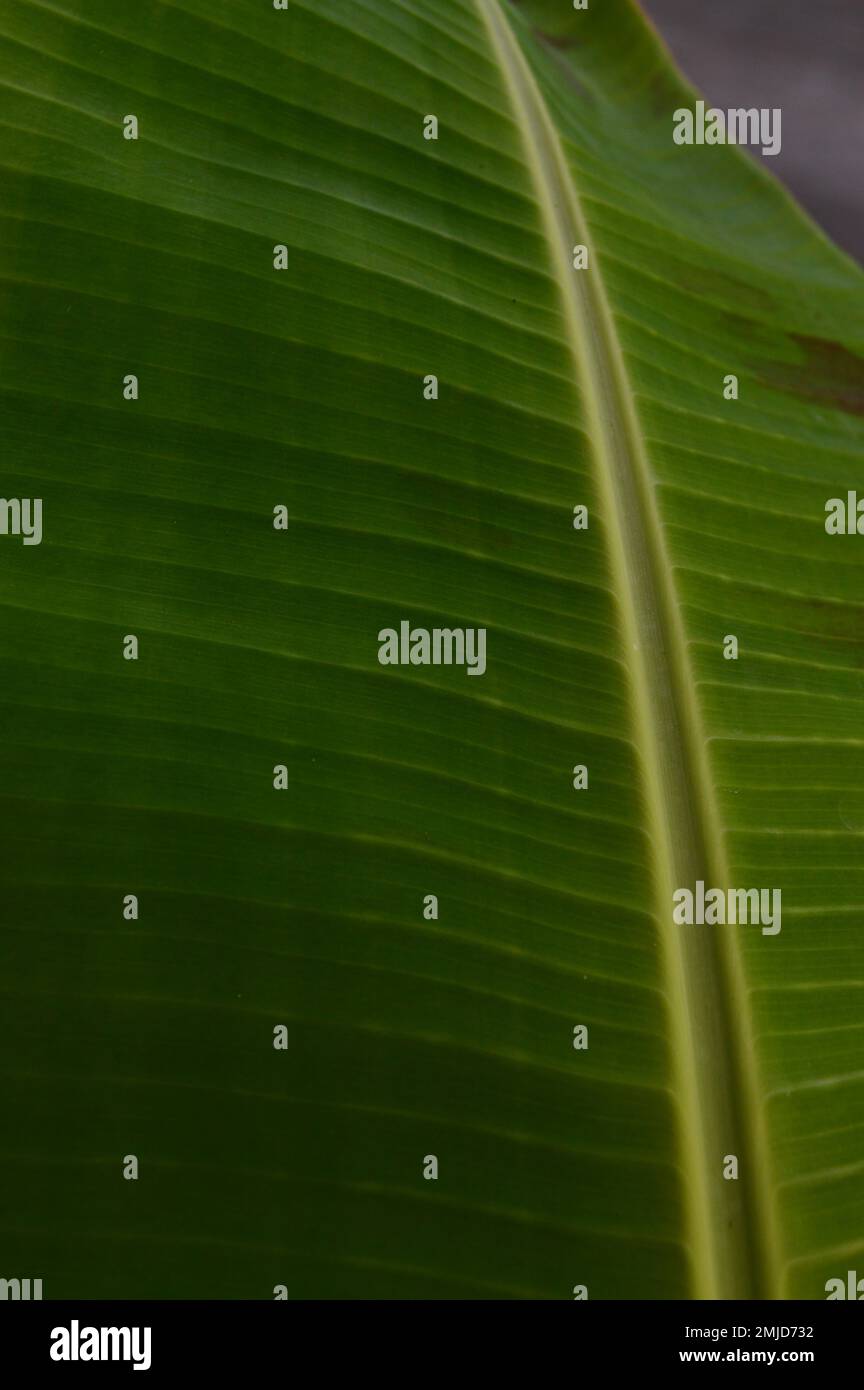 The photo of the split leaf shows the surface structure of the curved ...