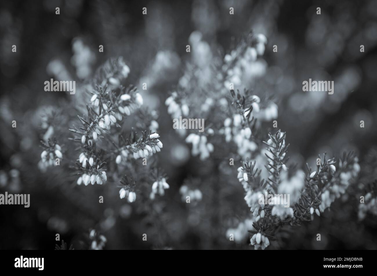 Scottish Lilac Heather Horizontal, Eastern Massachusetts, USA Stock ...