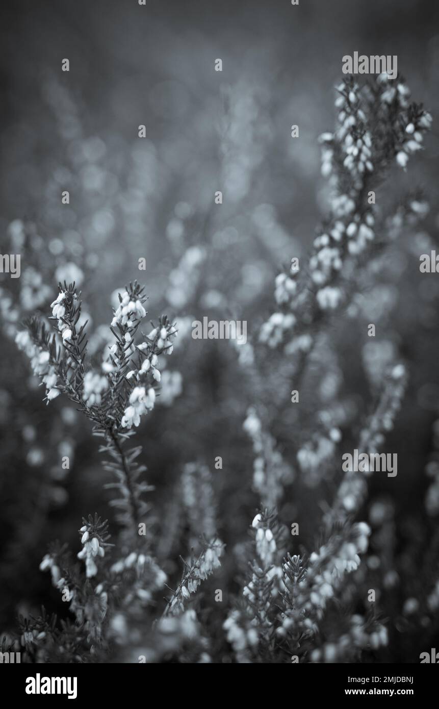 Scottish Lilac Heather Vertical, Eastern Massachusetts, USA Stock Photo ...