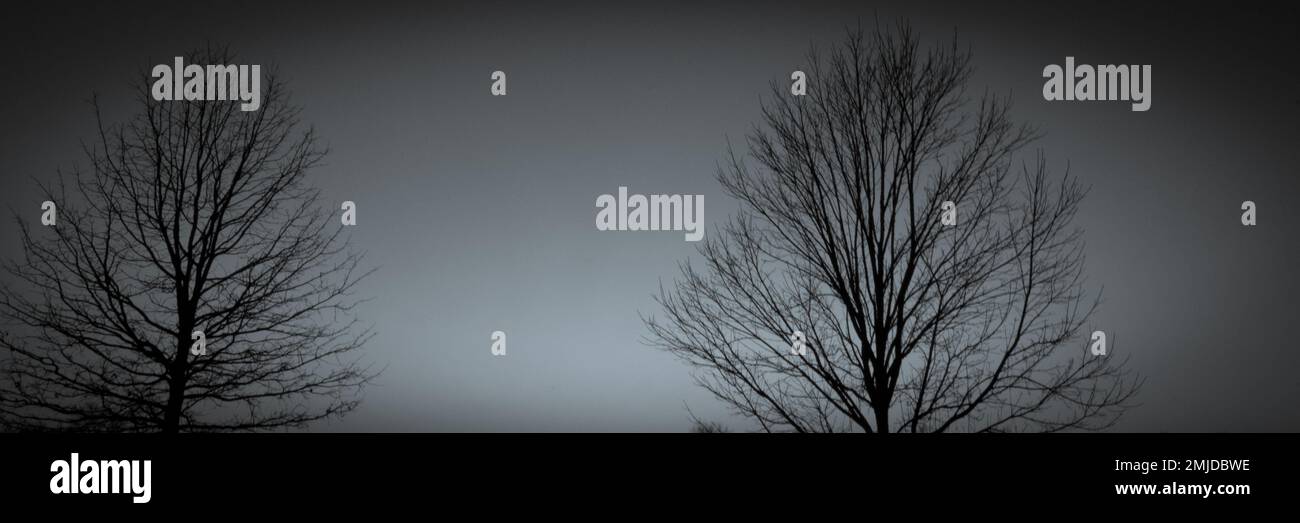 A Panoramic Pair of Fine Art Trees Stock Photo - Alamy