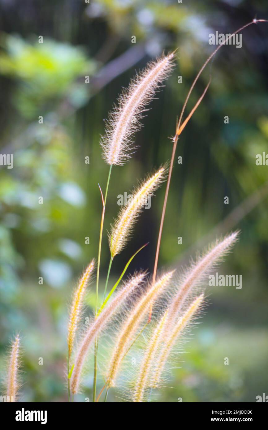 Random nature hi-res stock photography and images - Alamy