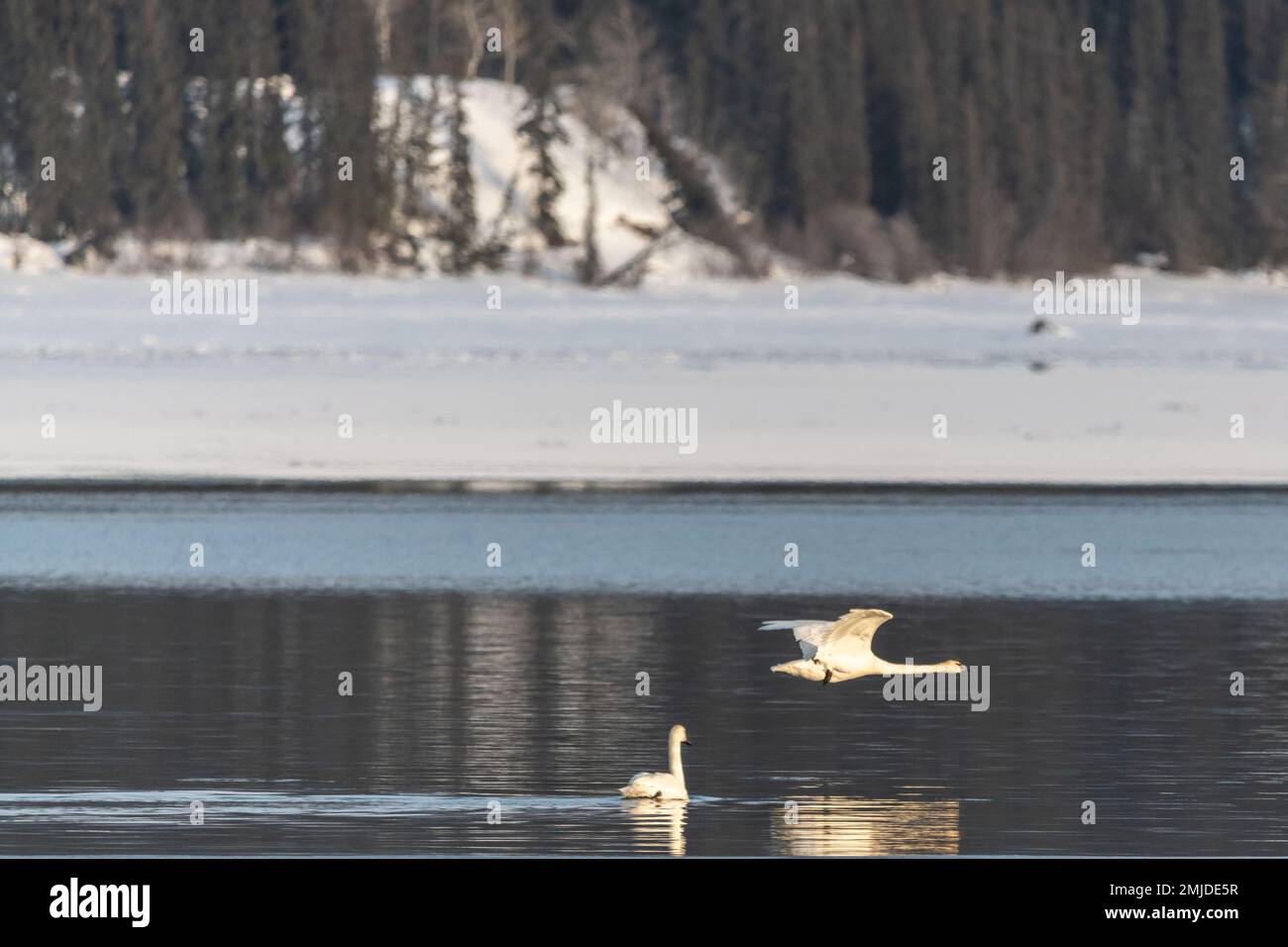 Migrating trumpeter & tundra swans seen in Spring season during their ...