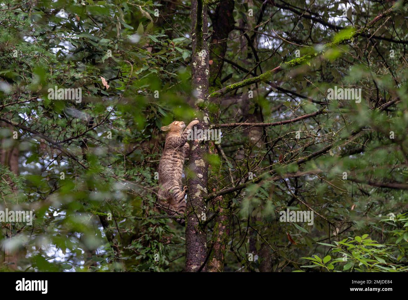 A cat claws its way up a tree in the woods in Dharmsala, India, Friday ...