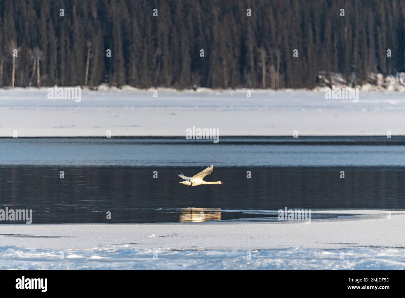 Migrating trumpeter & tundra swans seen in Spring season during their ...