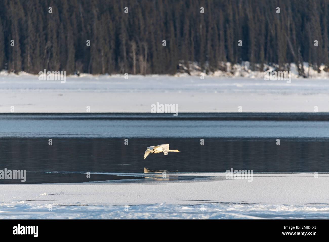 Migrating trumpeter & tundra swans seen in Spring season during their ...