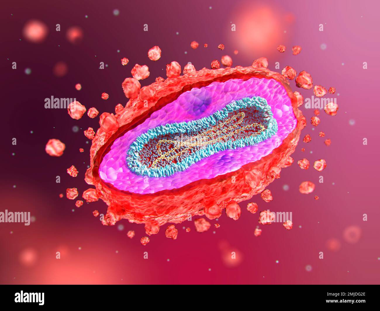 Mpox virus structure, illustration Stock Photo - Alamy