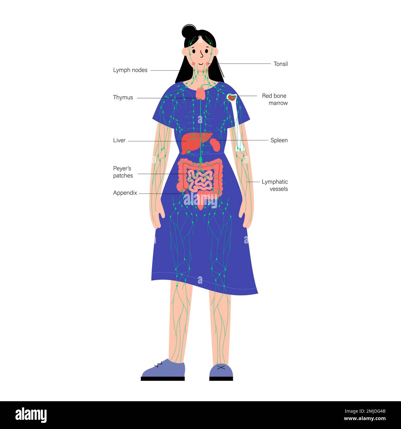 Lymphatic system and organs, illustration Stock Photo - Alamy