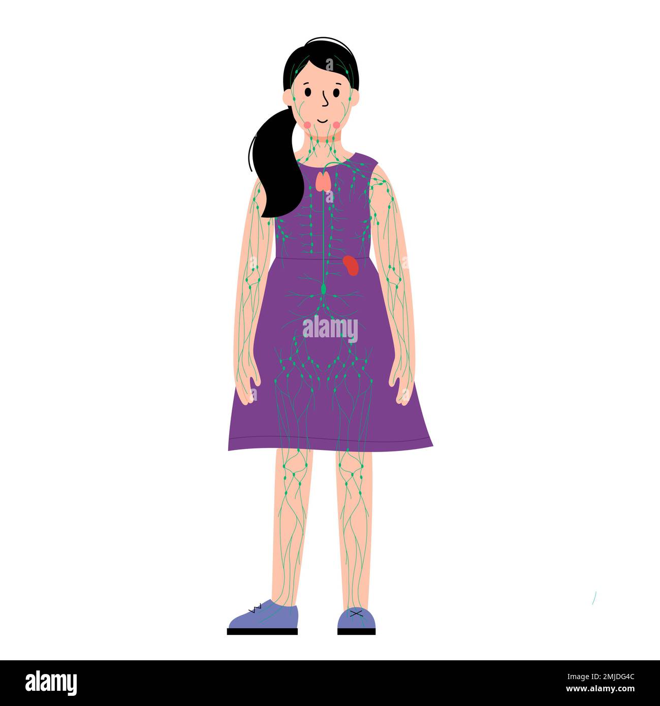 Lymphatic system, illustration Stock Photo - Alamy