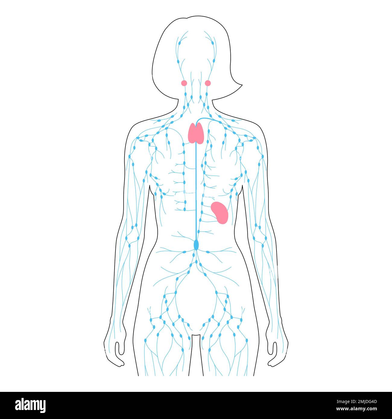 Lymphatic system, illustration Stock Photo - Alamy