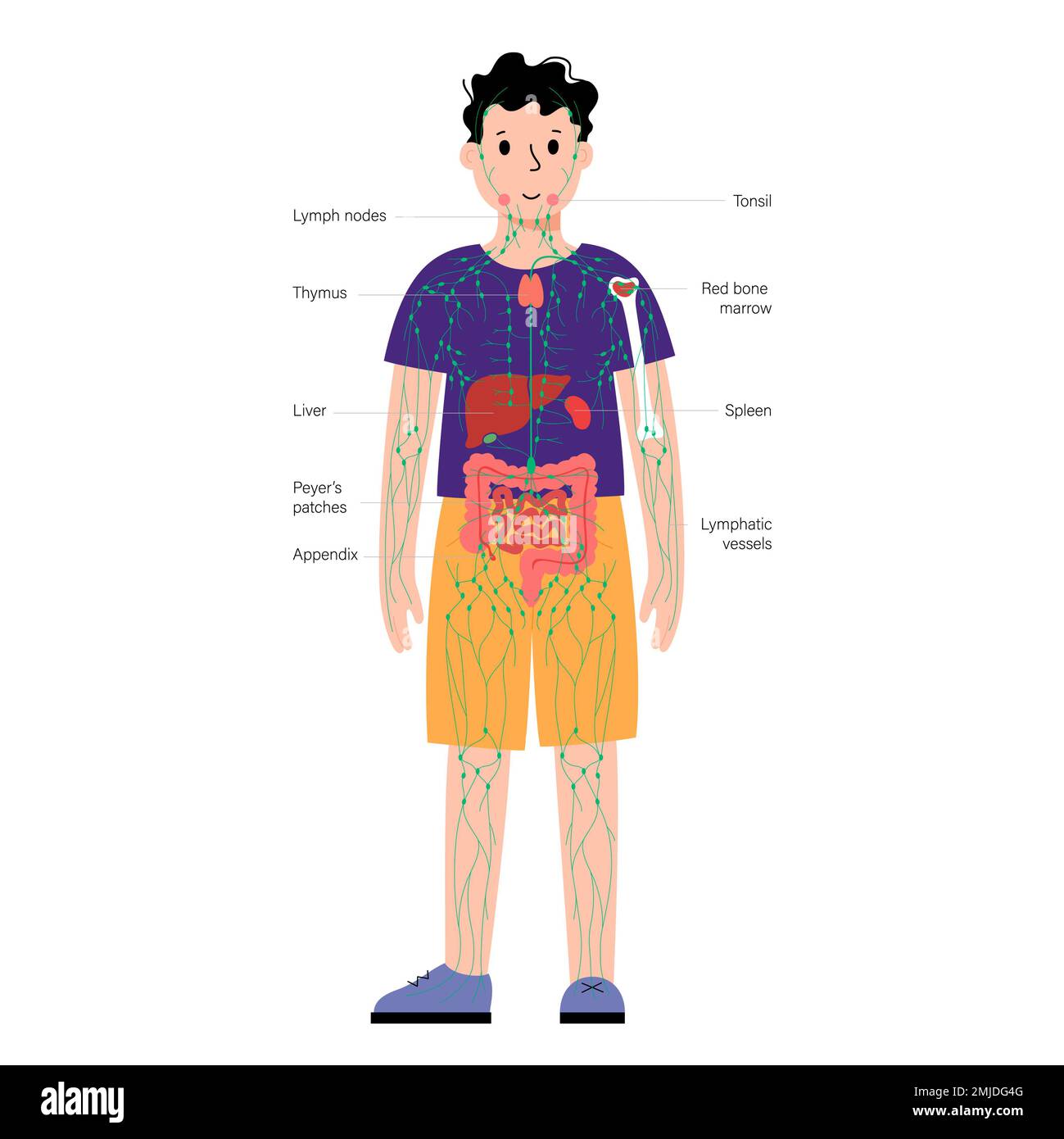 Lymphatic system and organs, illustration Stock Photo - Alamy