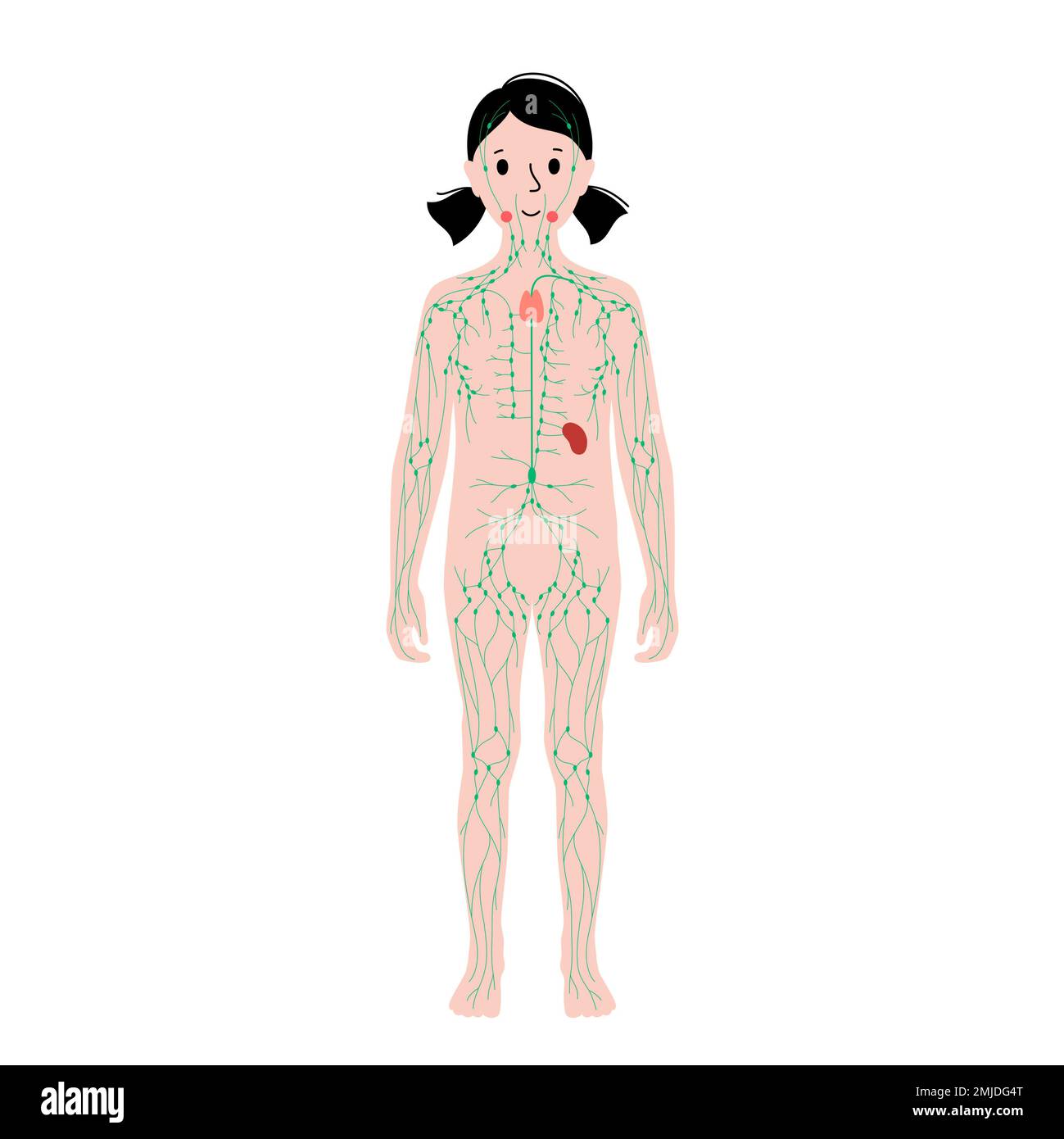 Lymphatic system, illustration Stock Photo - Alamy
