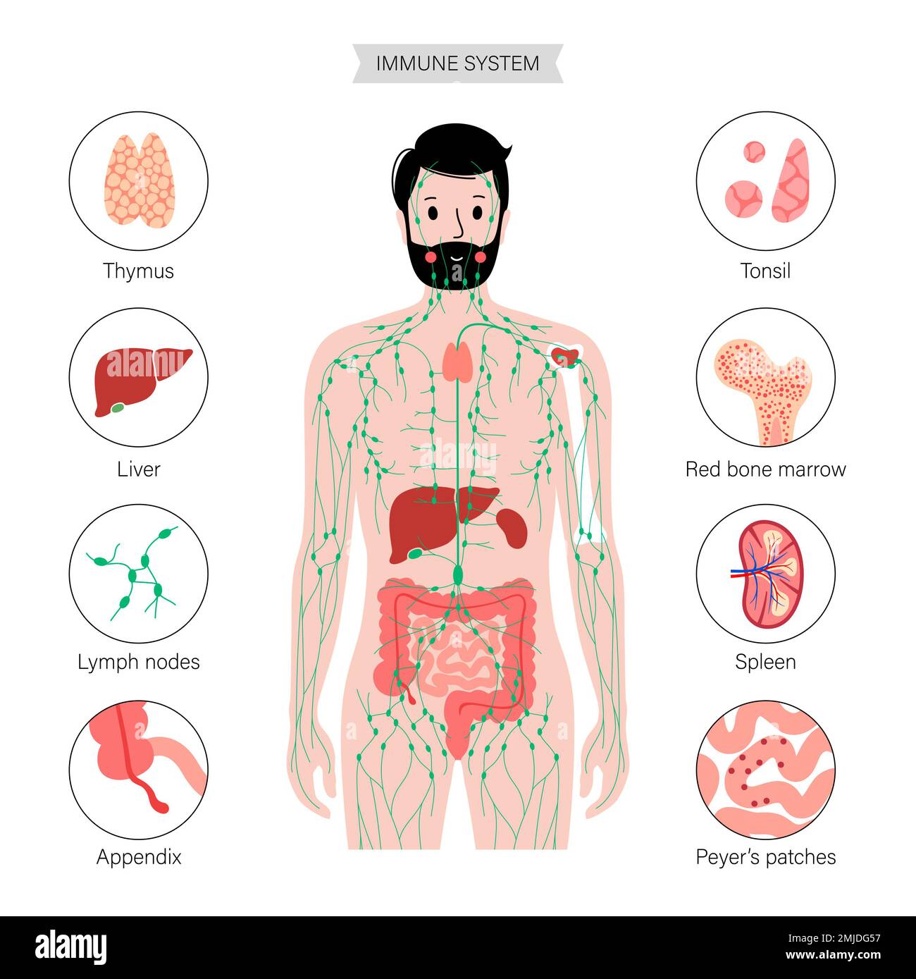 Lymphatic system and organs, illustration Stock Photo - Alamy