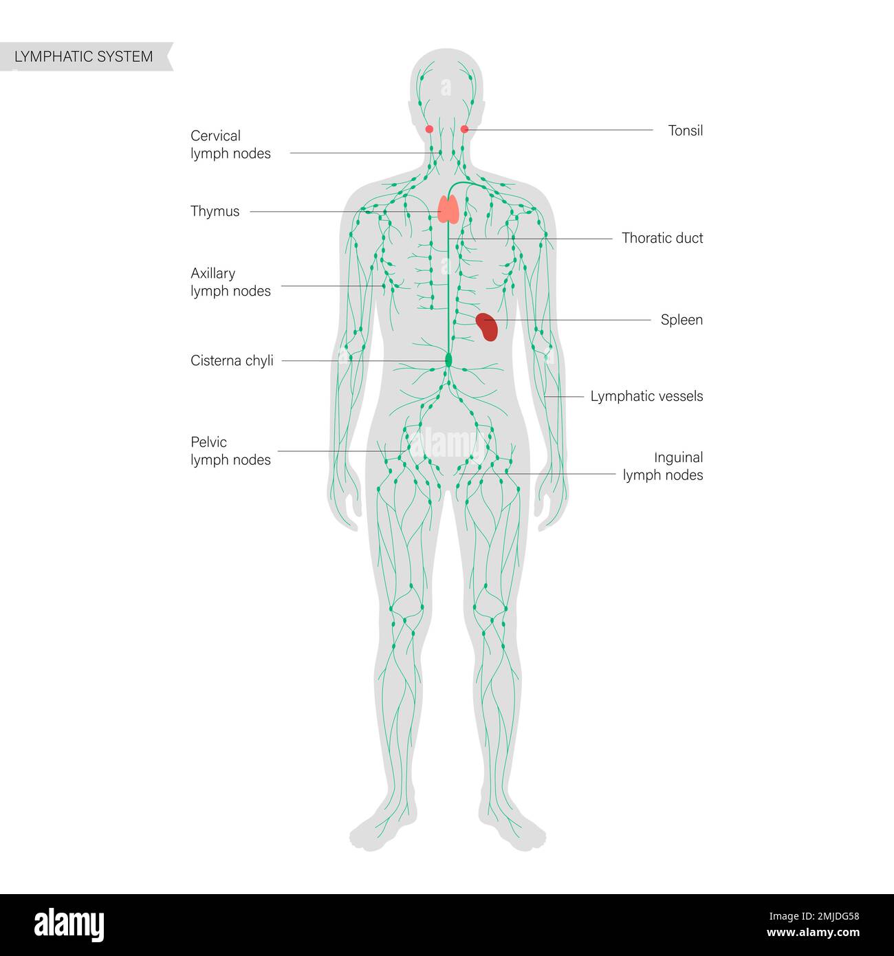 Lymphatic system, illustration Stock Photo - Alamy