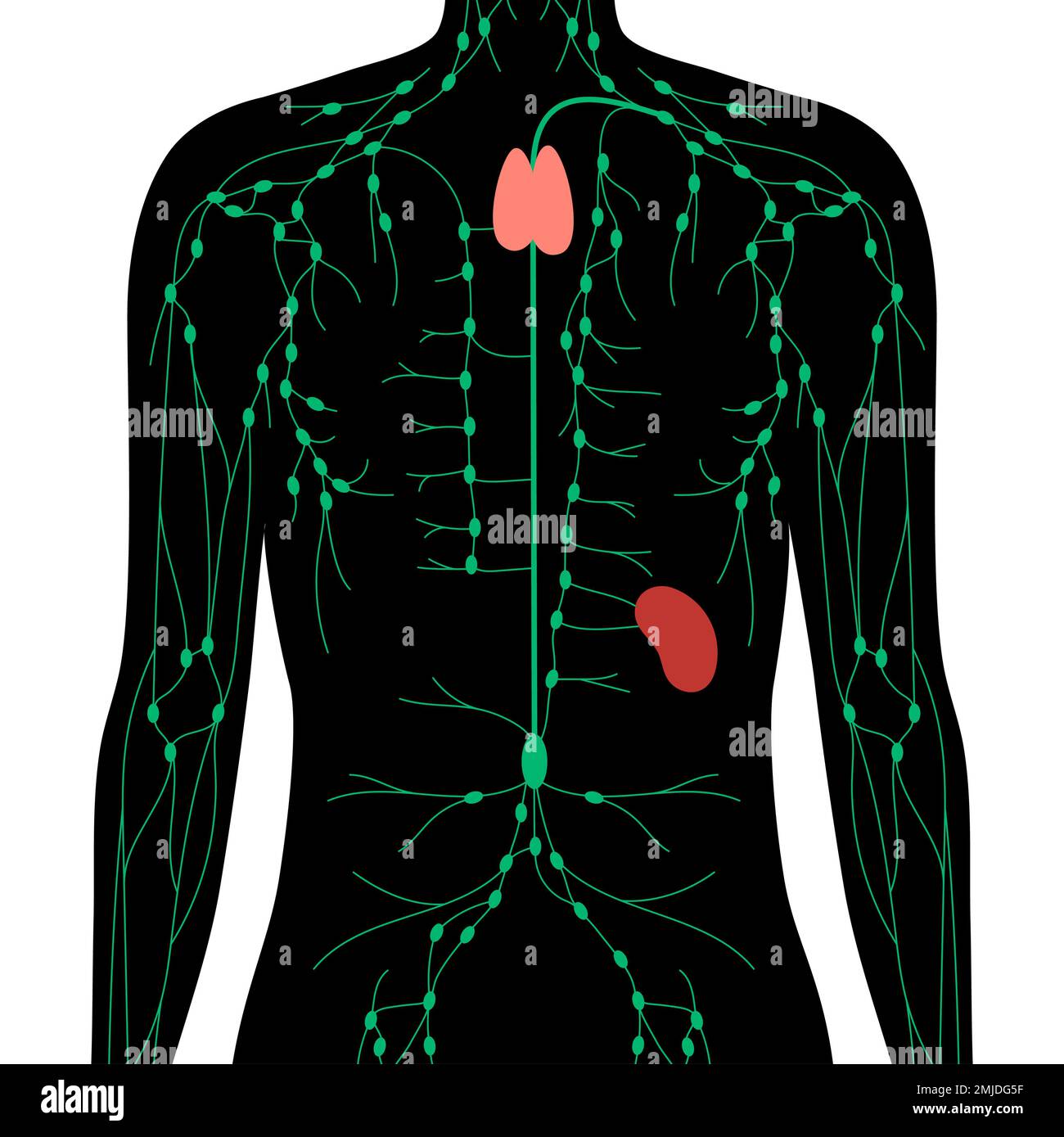 Lymphatic system, illustration Stock Photo - Alamy