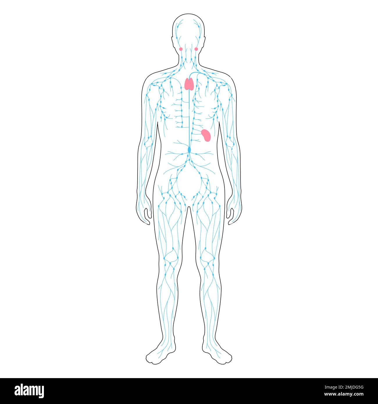 Lymphatic system diagram hi-res stock photography and images - Alamy