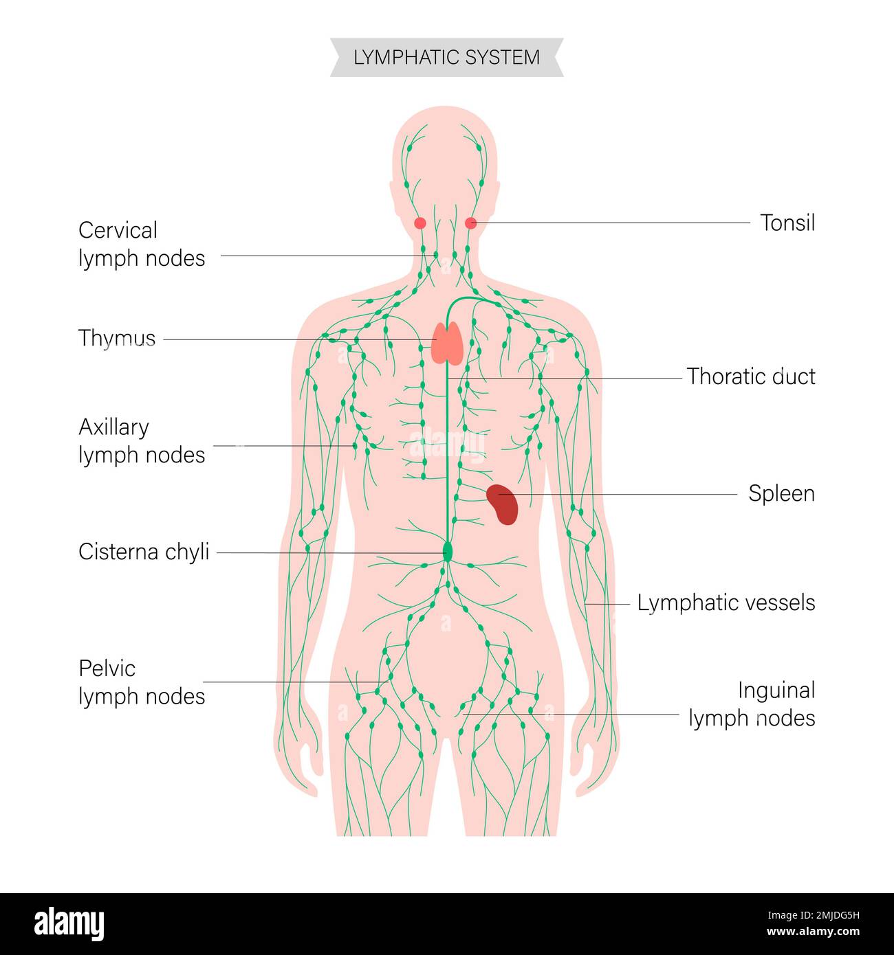Lymphatic system, illustration Stock Photo - Alamy