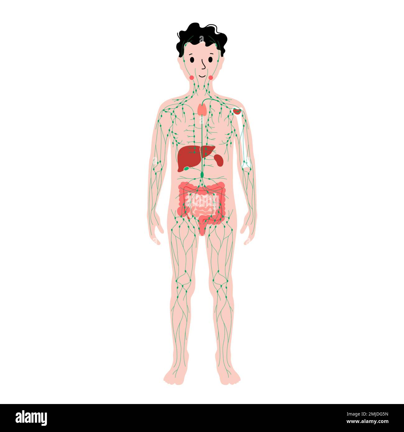 Lymphatic system and organs, illustration Stock Photo - Alamy