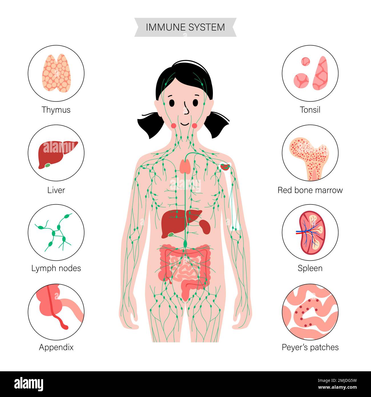 Lymphatic system and organs, illustration Stock Photo - Alamy