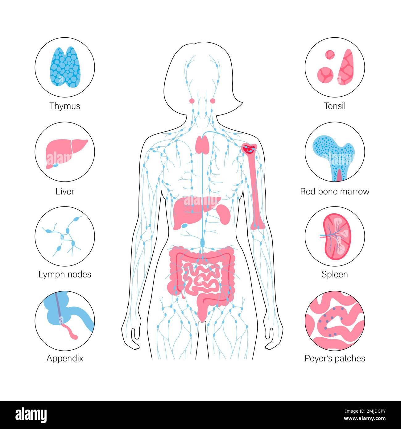 Lymphatic system and organs, illustration Stock Photo - Alamy