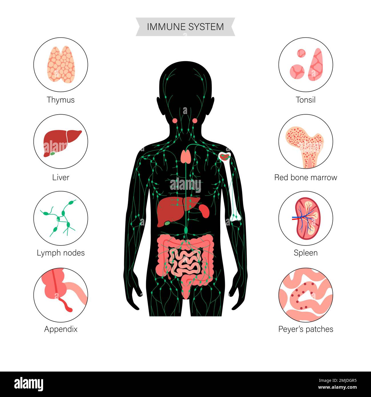 Lymphatic system and organs, illustration Stock Photo - Alamy