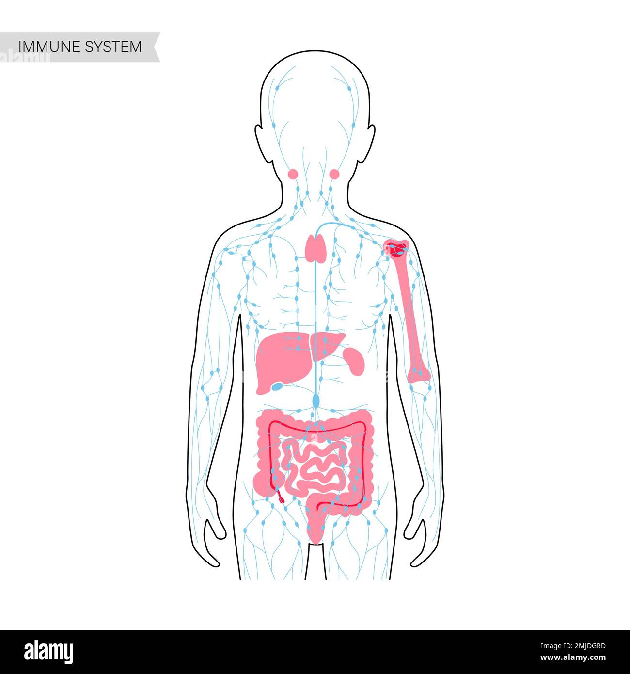 Spleen child illustration Cut Out Stock Images & Pictures - Alamy