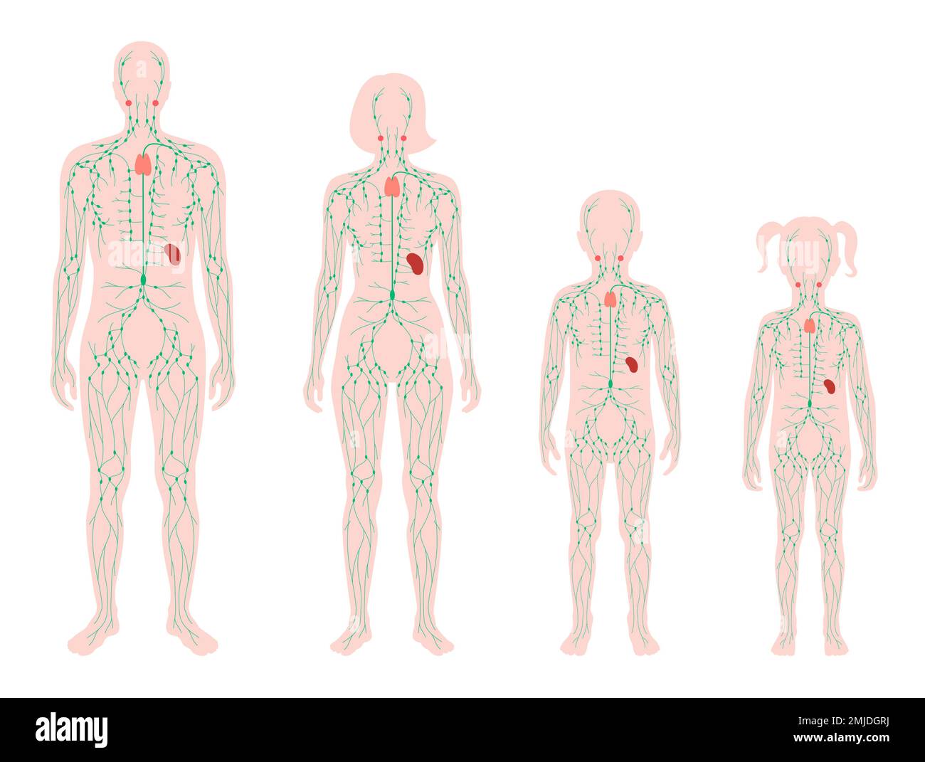 Lymphatic system, illustration Stock Photo - Alamy