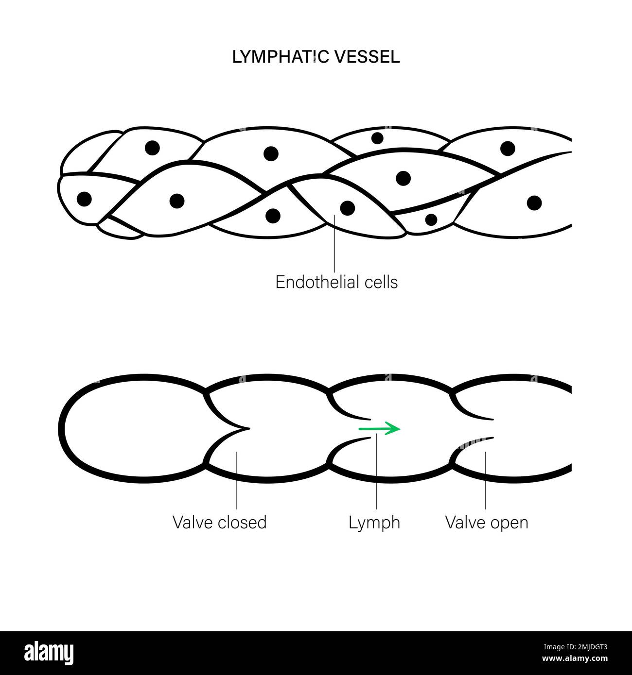 Lymphatic vessel, conceptual illustration Stock Photo - Alamy