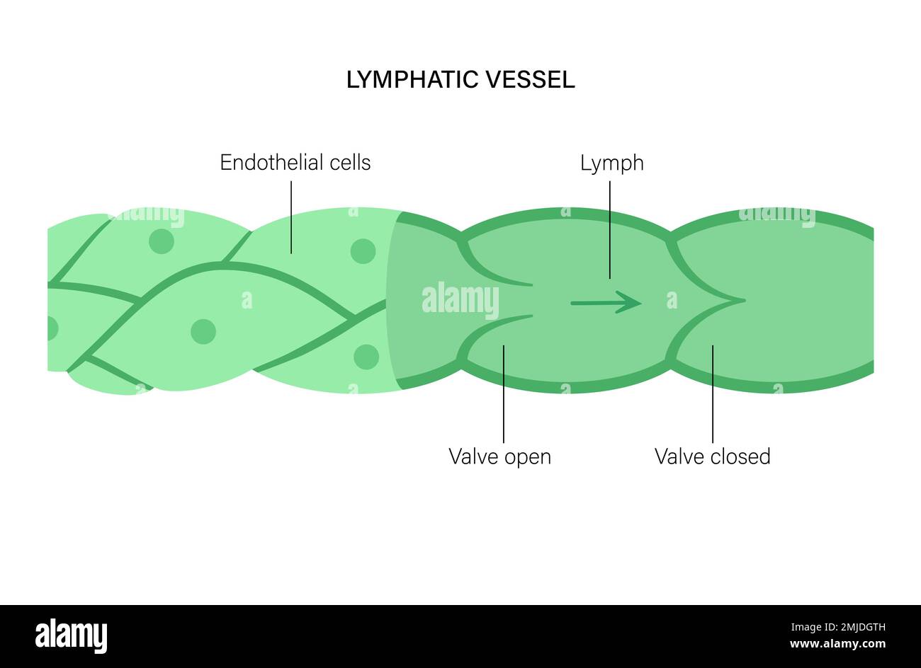 Lymphatic vessel, conceptual illustration Stock Photo - Alamy