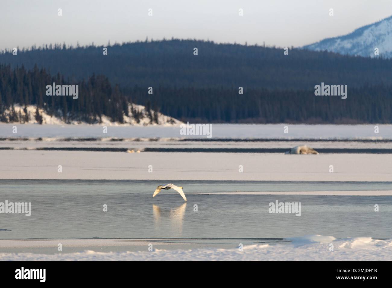 Migrating trumpeter & tundra swans seen in Spring season during their ...