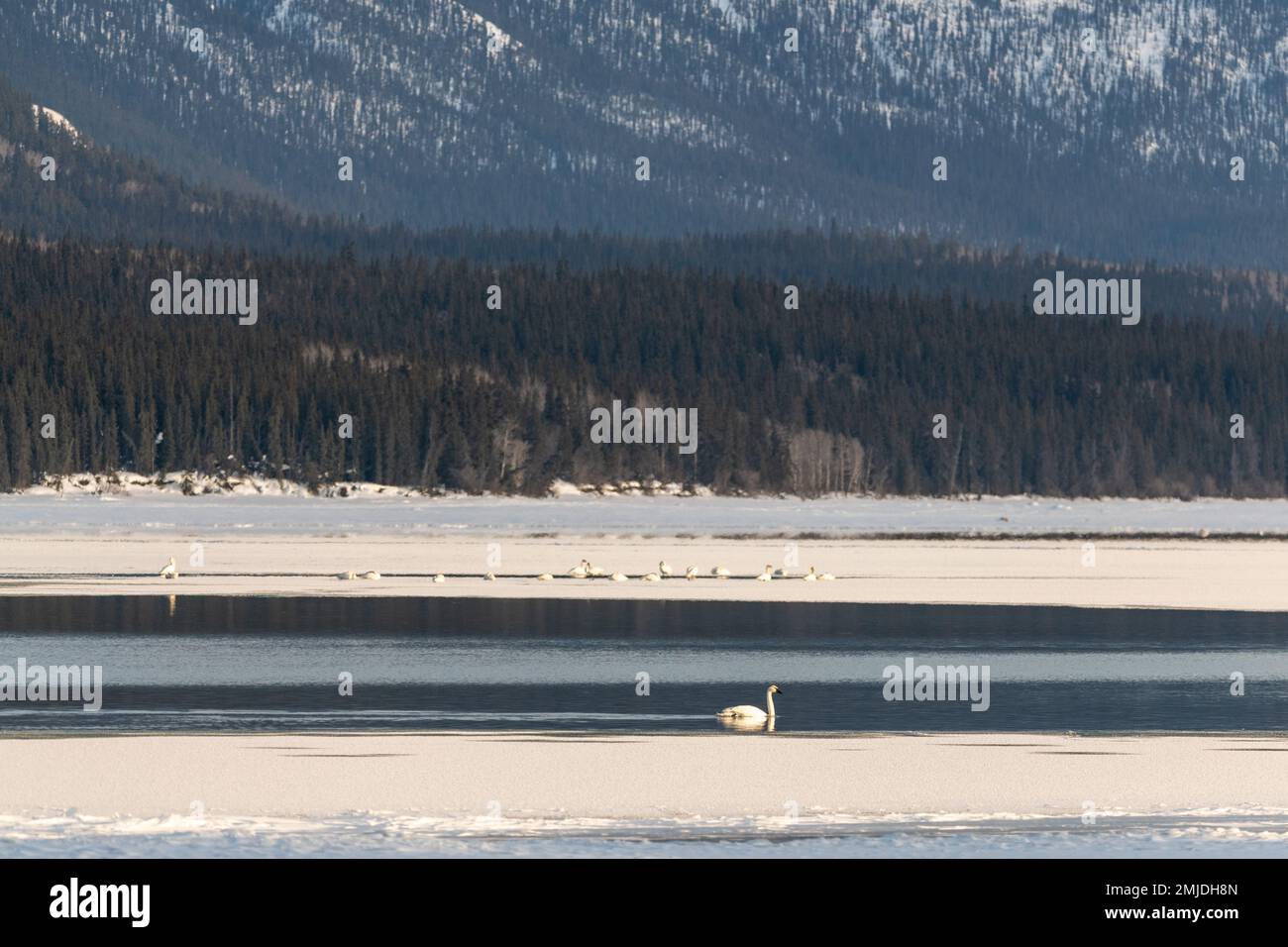 Migrating trumpeter & tundra swans seen in Spring season during their ...