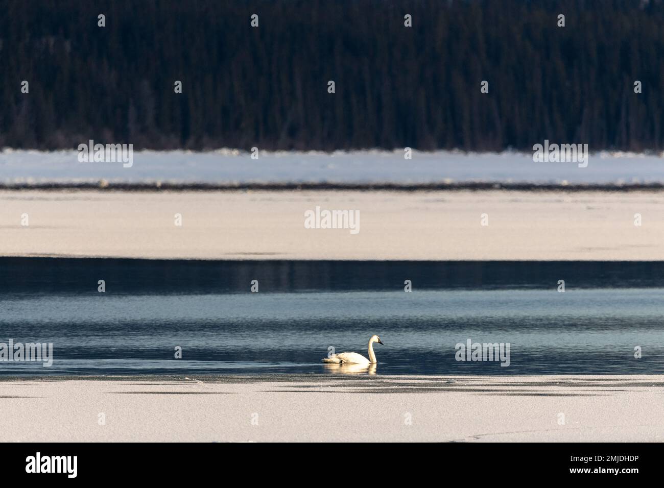 Migrating trumpeter & tundra swans seen in Spring season during their ...