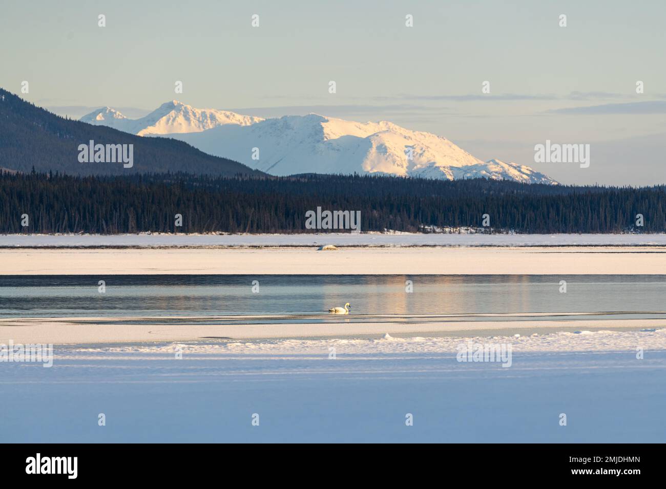 Migrating trumpeter & tundra swans seen in Spring season during their ...
