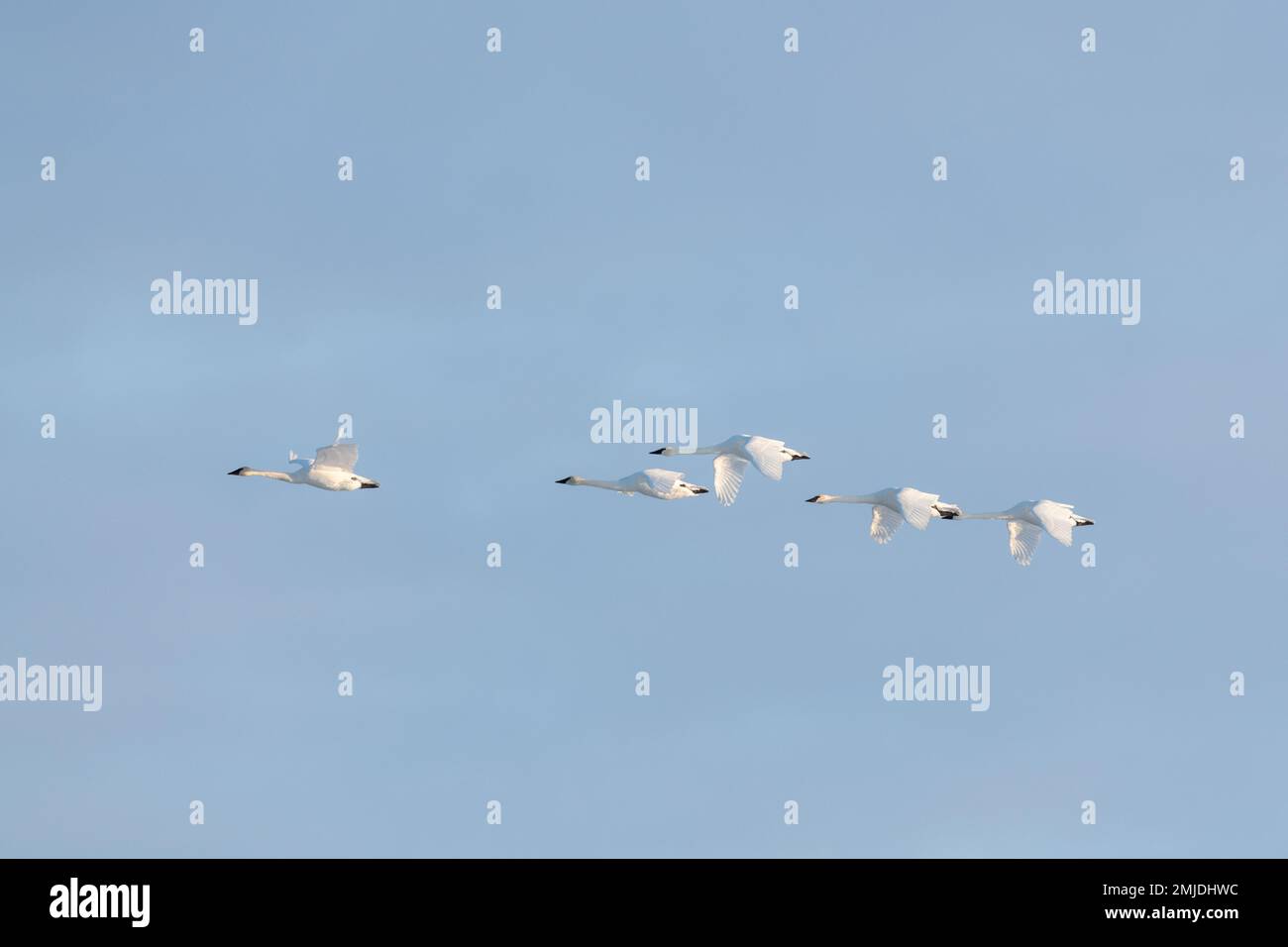 Migrating trumpeter & tundra swans seen in Spring season during their ...