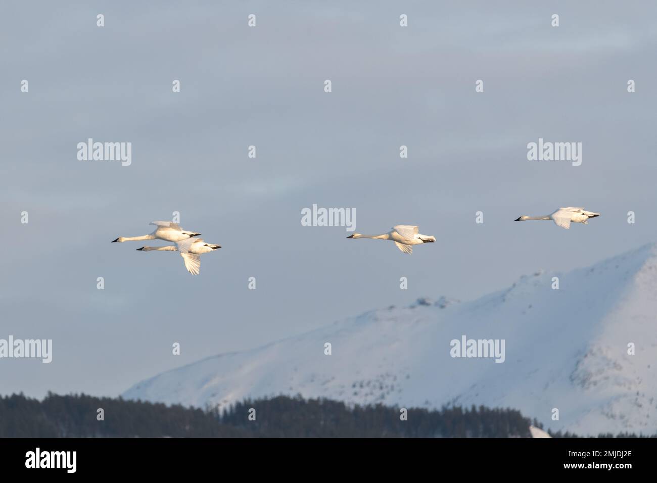 Migrating trumpeter & tundra swans seen in Spring season during their ...