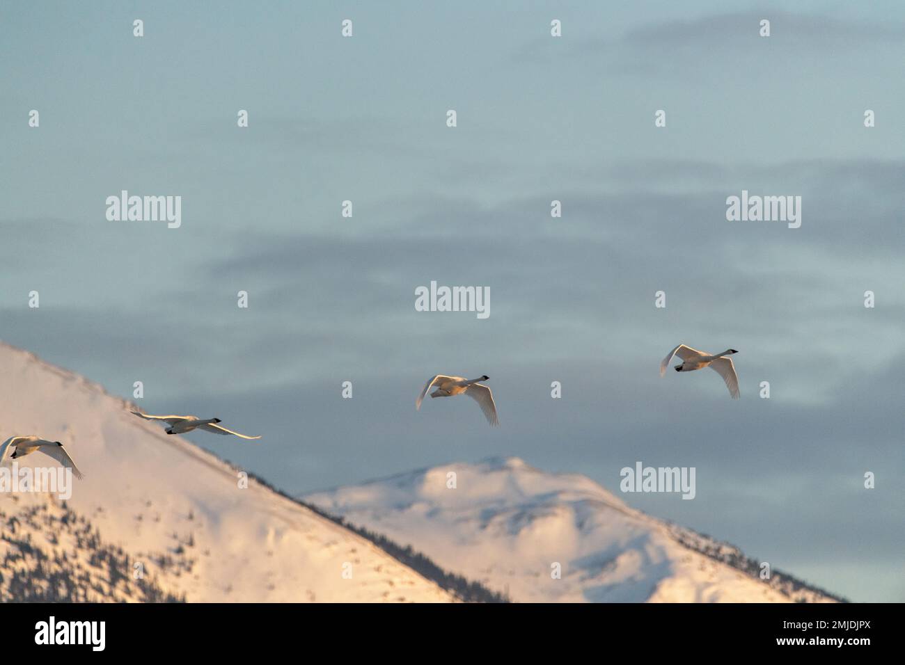Migrating trumpeter & tundra swans seen in Spring season during their ...