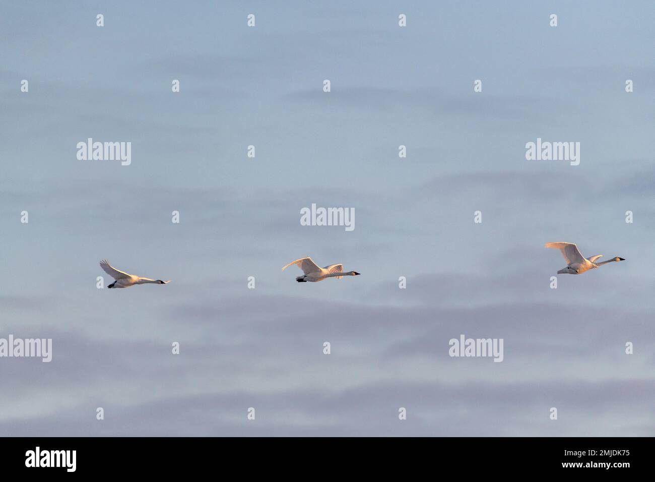 Migrating trumpeter & tundra swans seen in Spring season during their ...