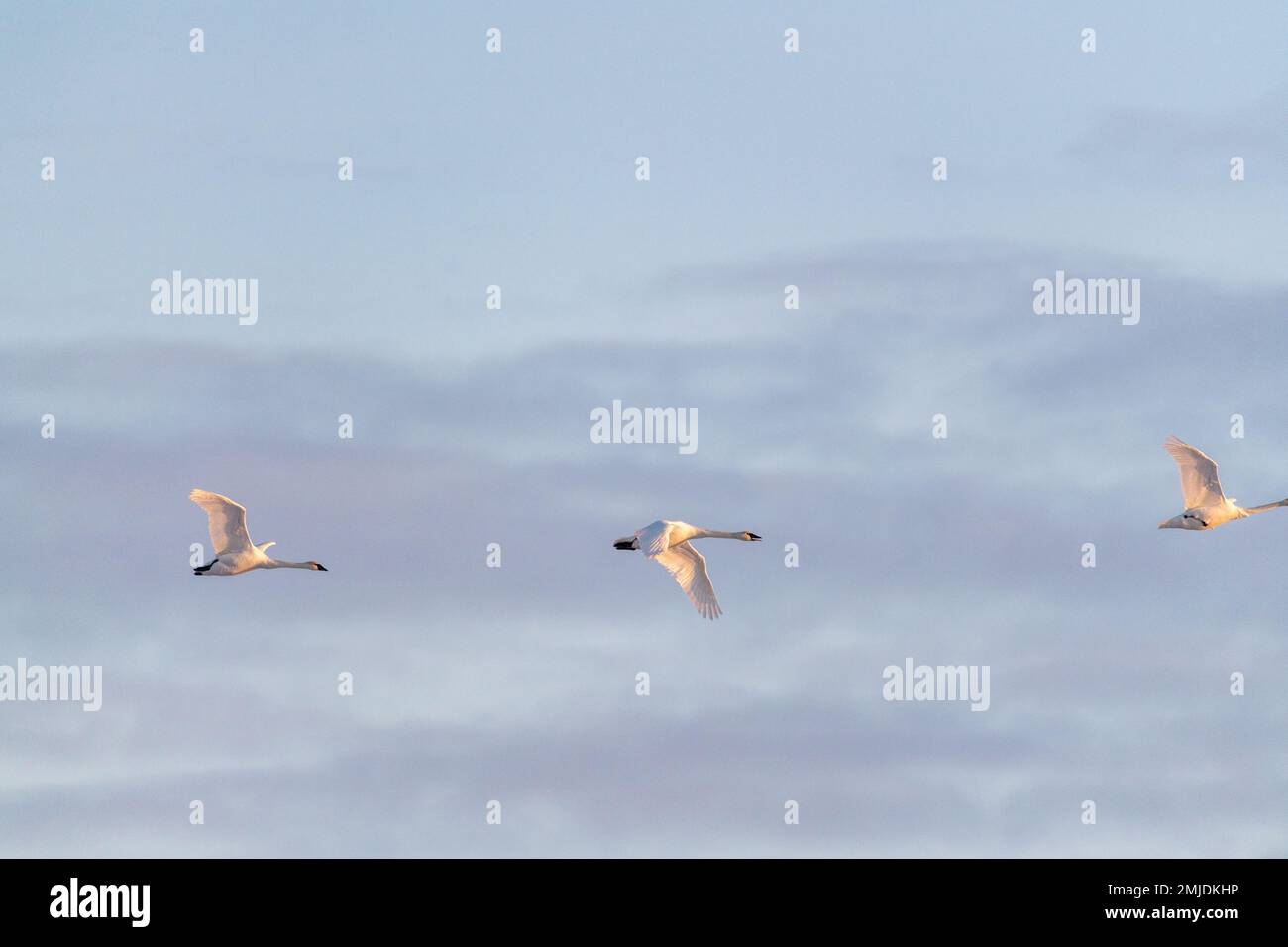 Migrating trumpeter & tundra swans seen in Spring season during their ...