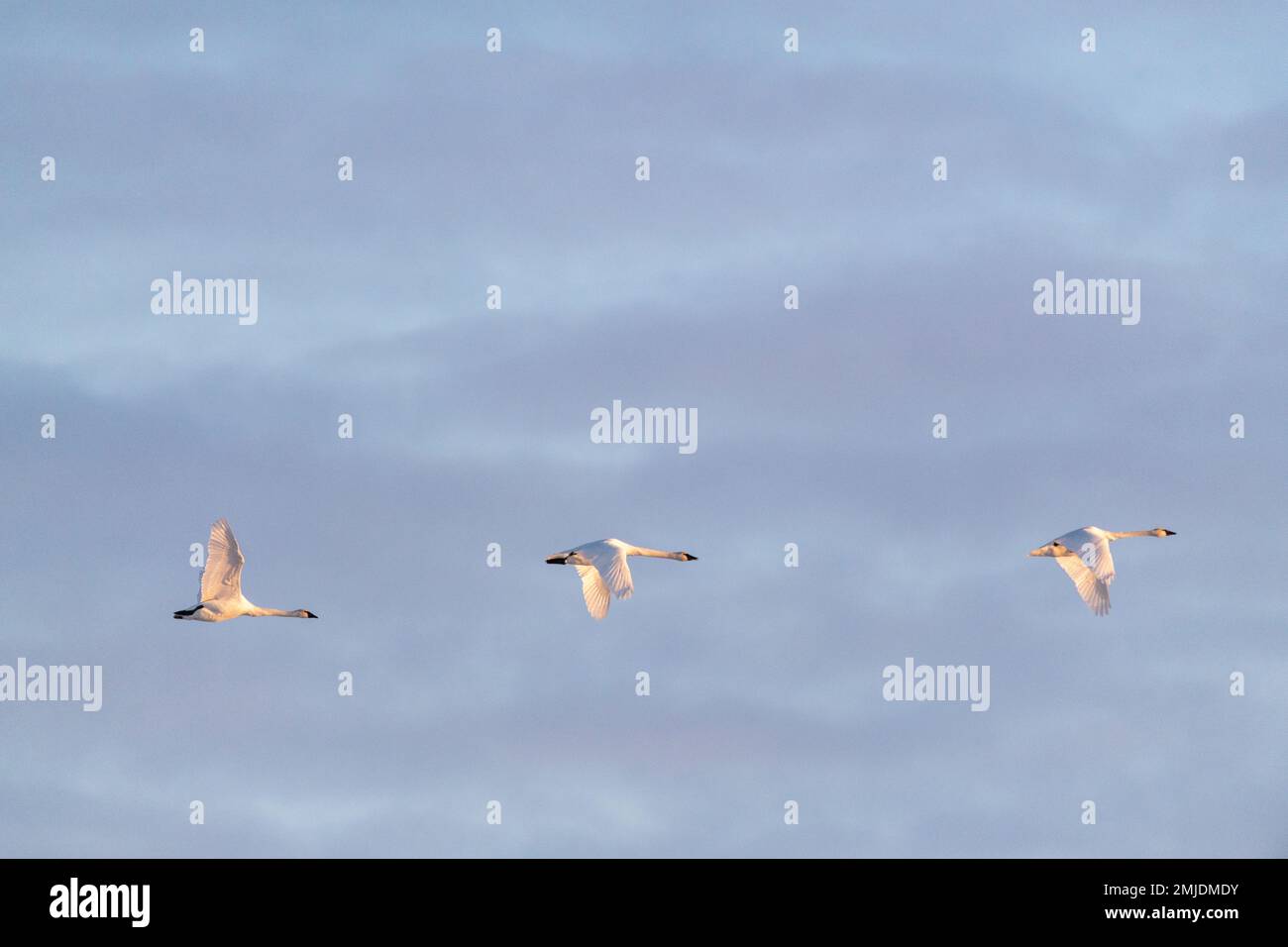 Migrating trumpeter & tundra swans seen in Spring season during their ...